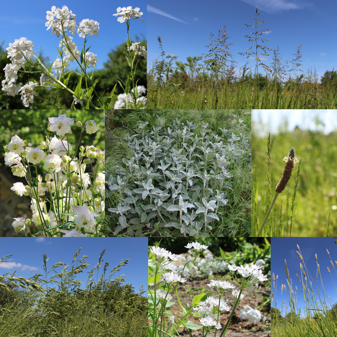 Le bouquet décomposé | Le temps au jardin